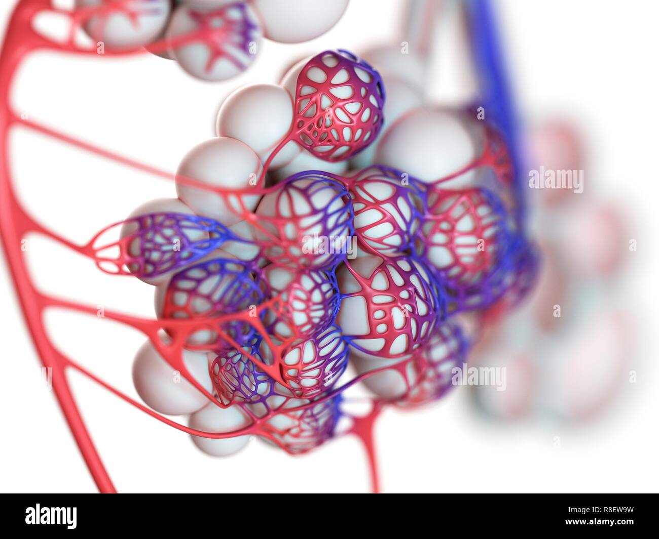 Illustration of the human alveoli Stock Photo - Alamy