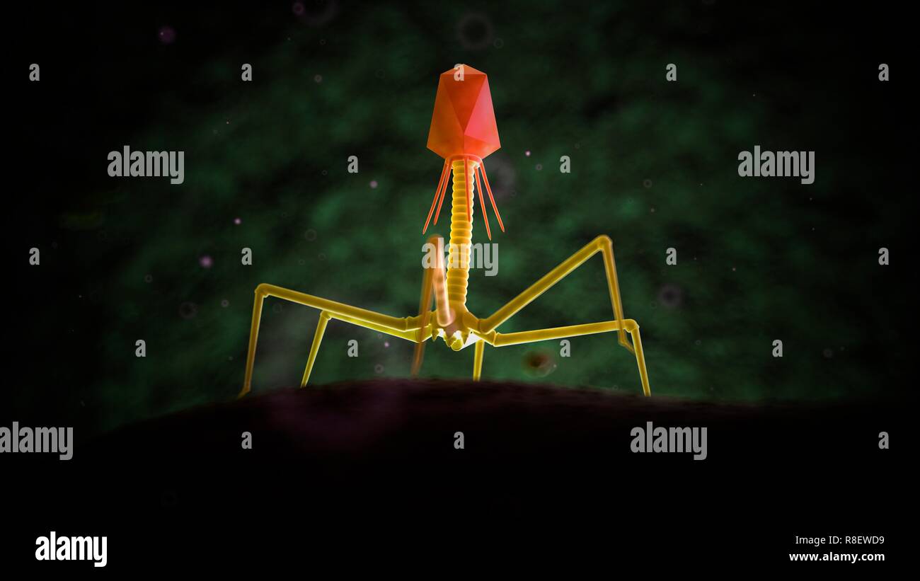 Illustration of bacteriophage Stock Photo - Alamy