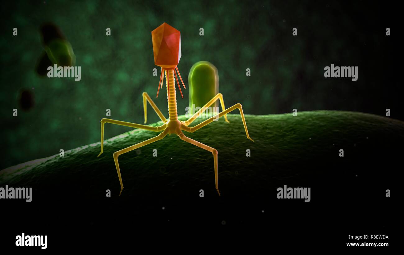 Illustration of bacteriophage Stock Photo - Alamy