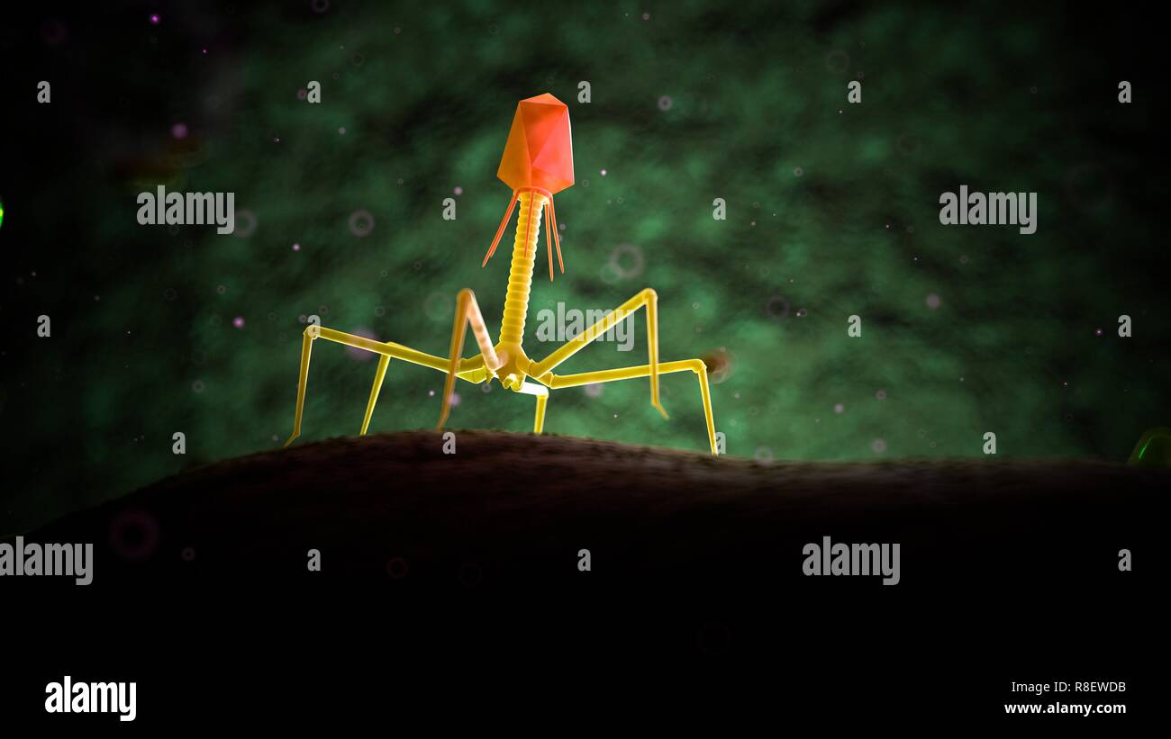 Illustration of bacteriophage Stock Photo - Alamy