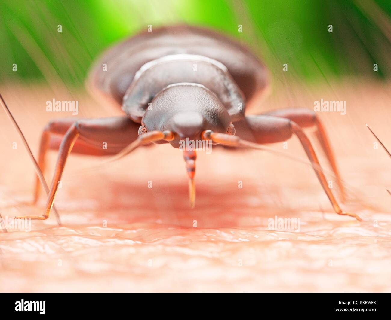 Illustration of a bedbug on human skin Stock Photo - Alamy