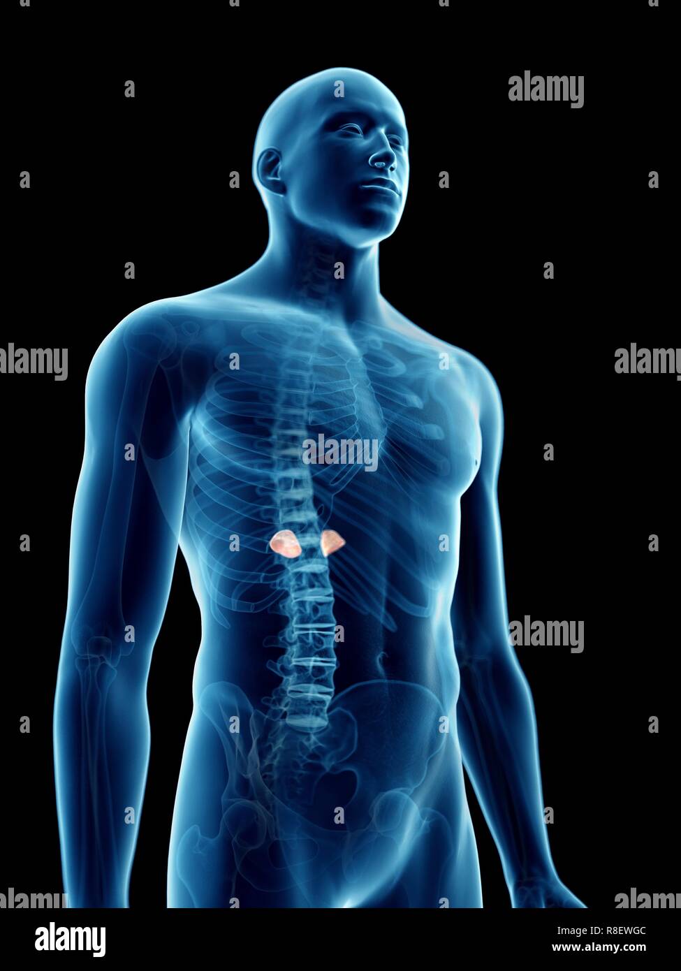 Adrenal cortex hi-res stock photography and images - Alamy