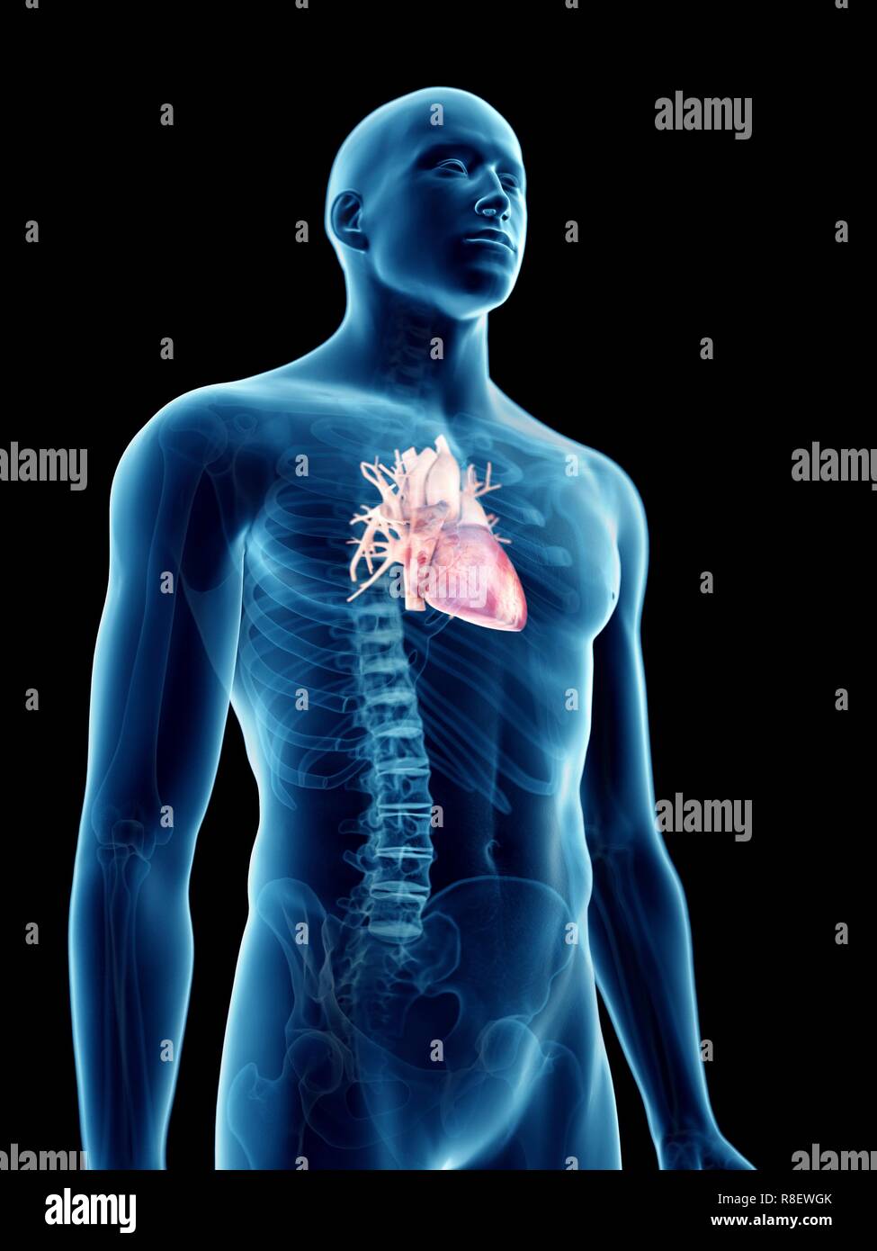 Illustration of a man's heart Stock Photo - Alamy