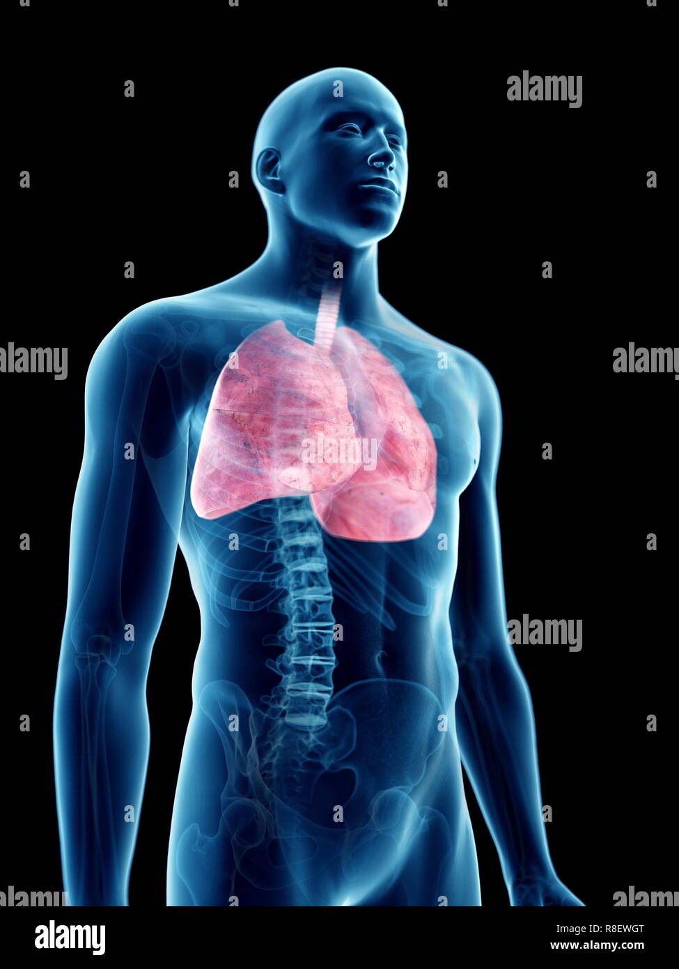 Lung physiology hi-res stock photography and images - Alamy