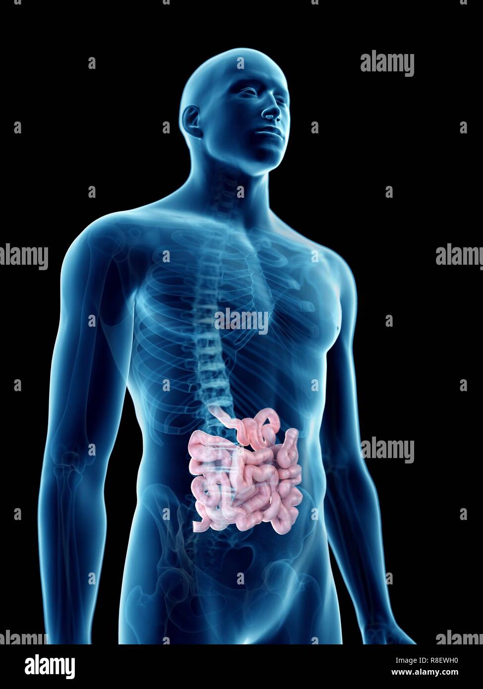 Illustration of a man's small intestine Stock Photo - Alamy