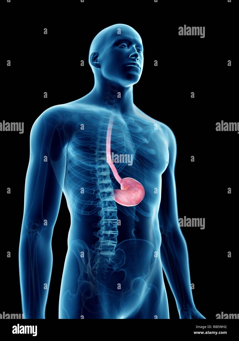 Illustration of a man's stomach Stock Photo - Alamy