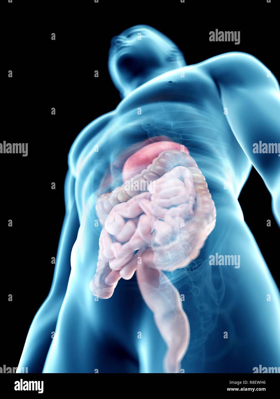 Illustration of a man's digestive system Stock Photo - Alamy