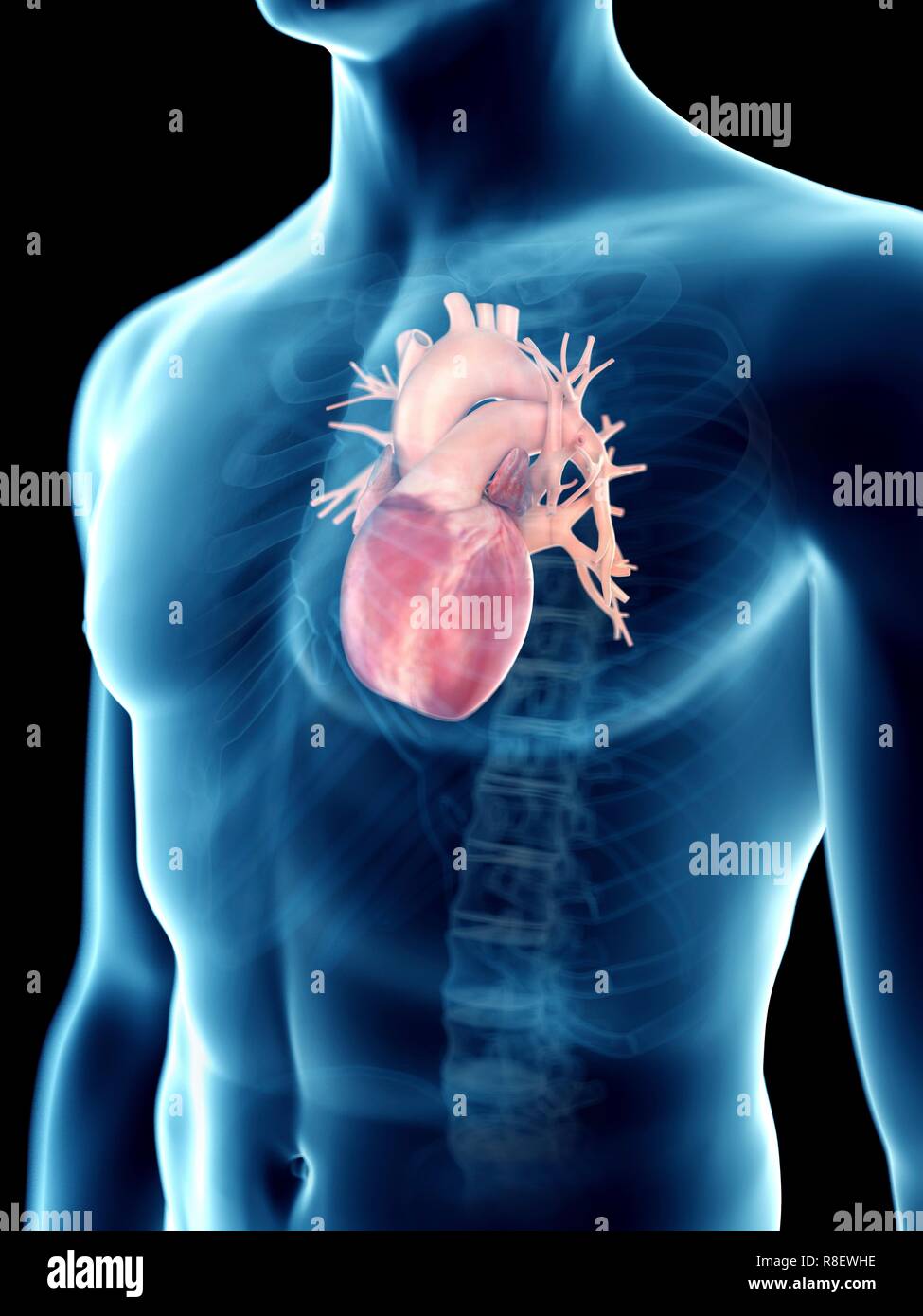 Illustration of a man's heart Stock Photo - Alamy