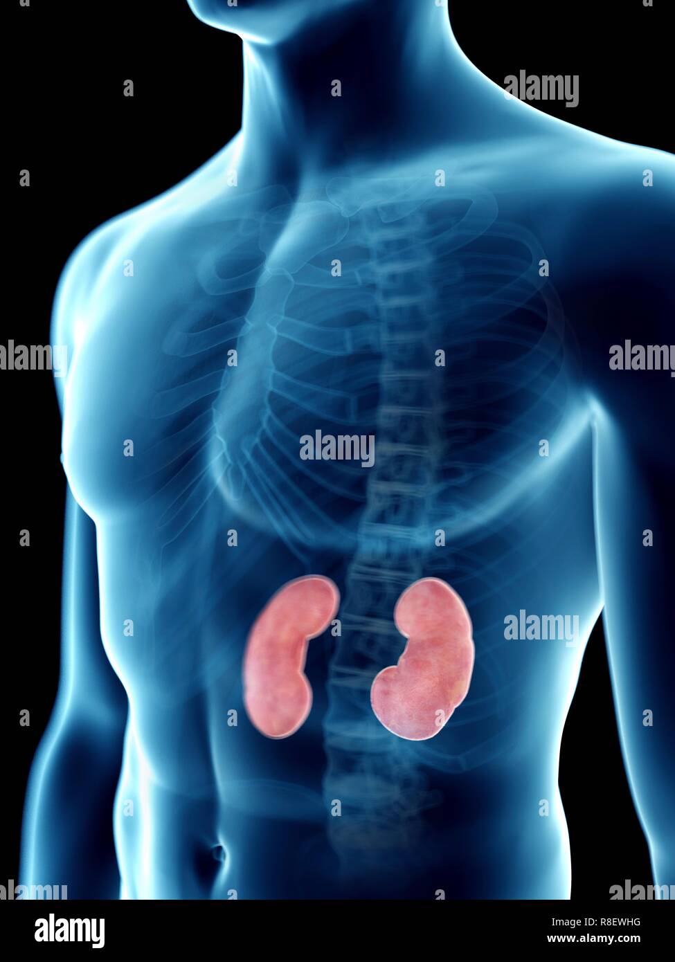 Illustration of a man's kidney Stock Photo - Alamy