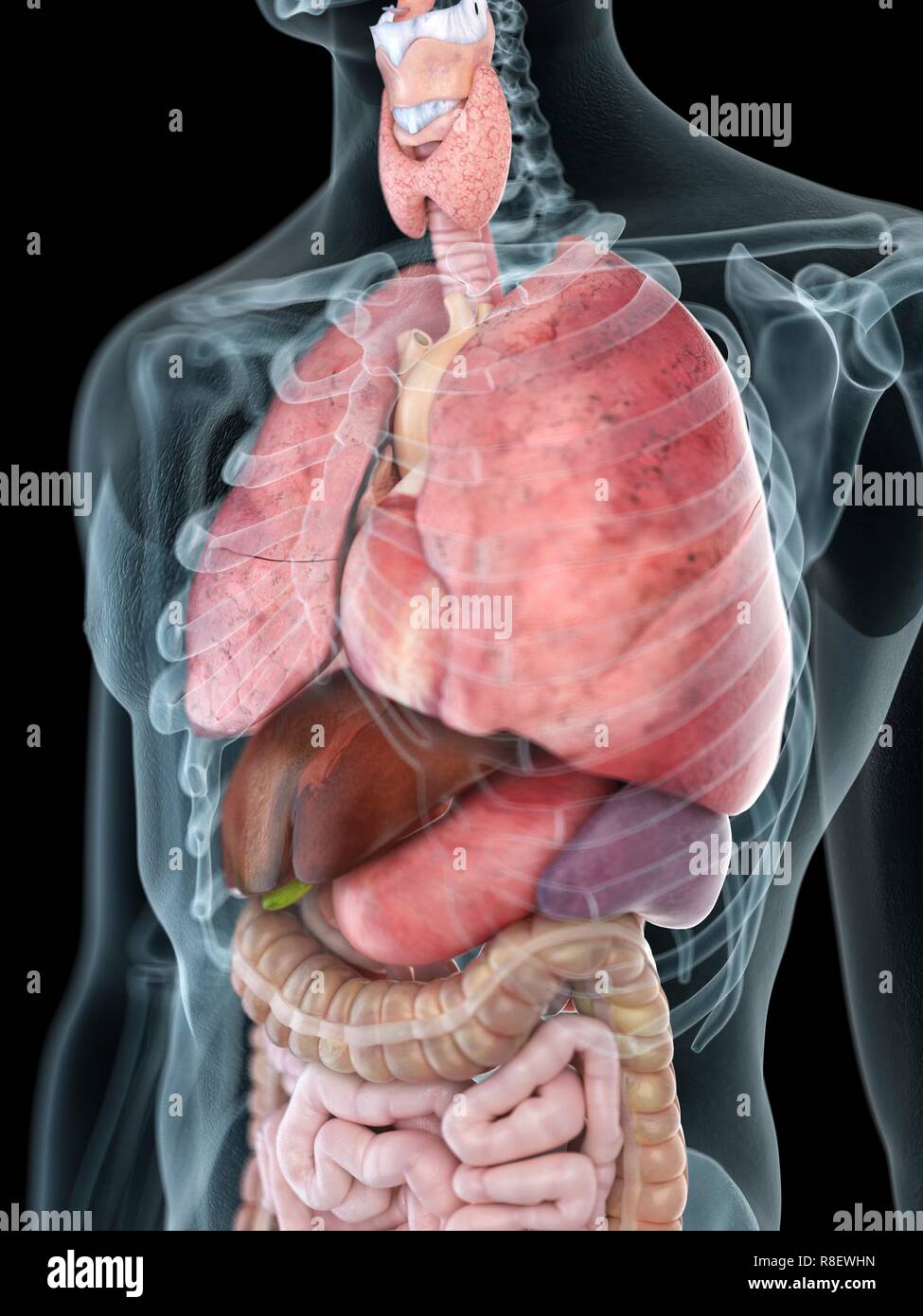 Organs of the thorax hi-res stock photography and images - Alamy