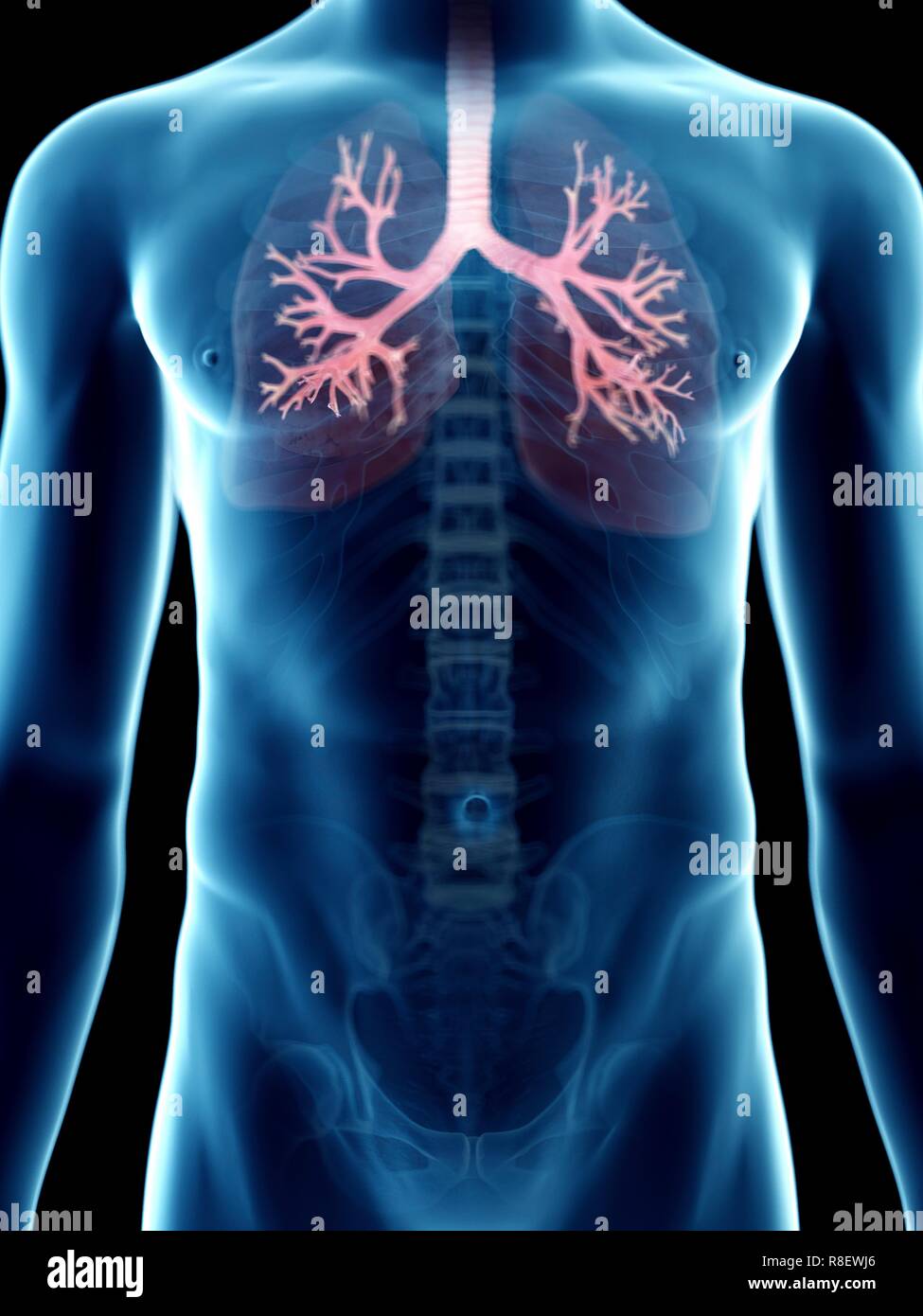 Trachea bronchi diagram hi-res stock photography and images - Alamy
