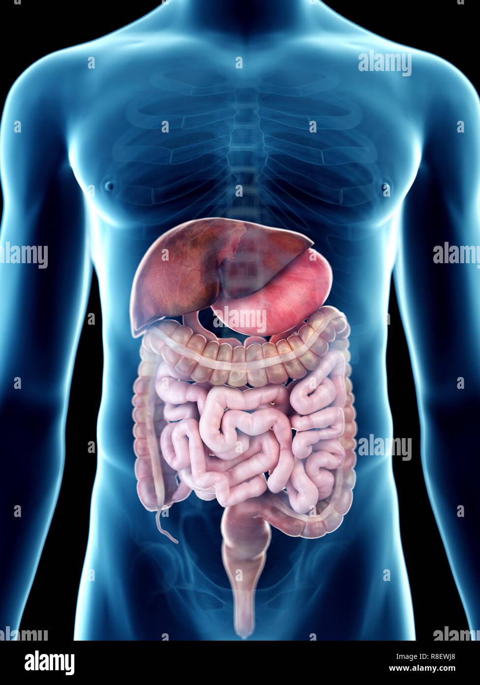 Illustration of a man's digestive system Stock Photo - Alamy