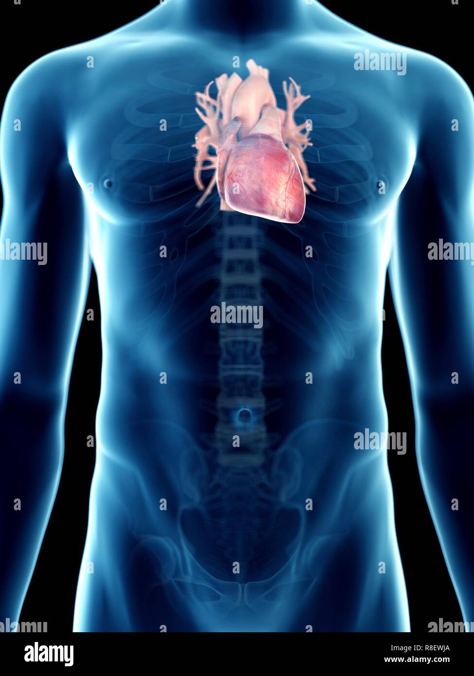 Illustration of a man's heart Stock Photo - Alamy