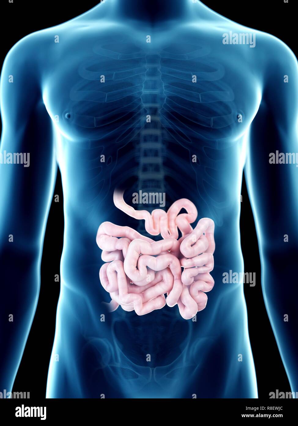Diagram of the human small intestine hi-res stock photography and ...