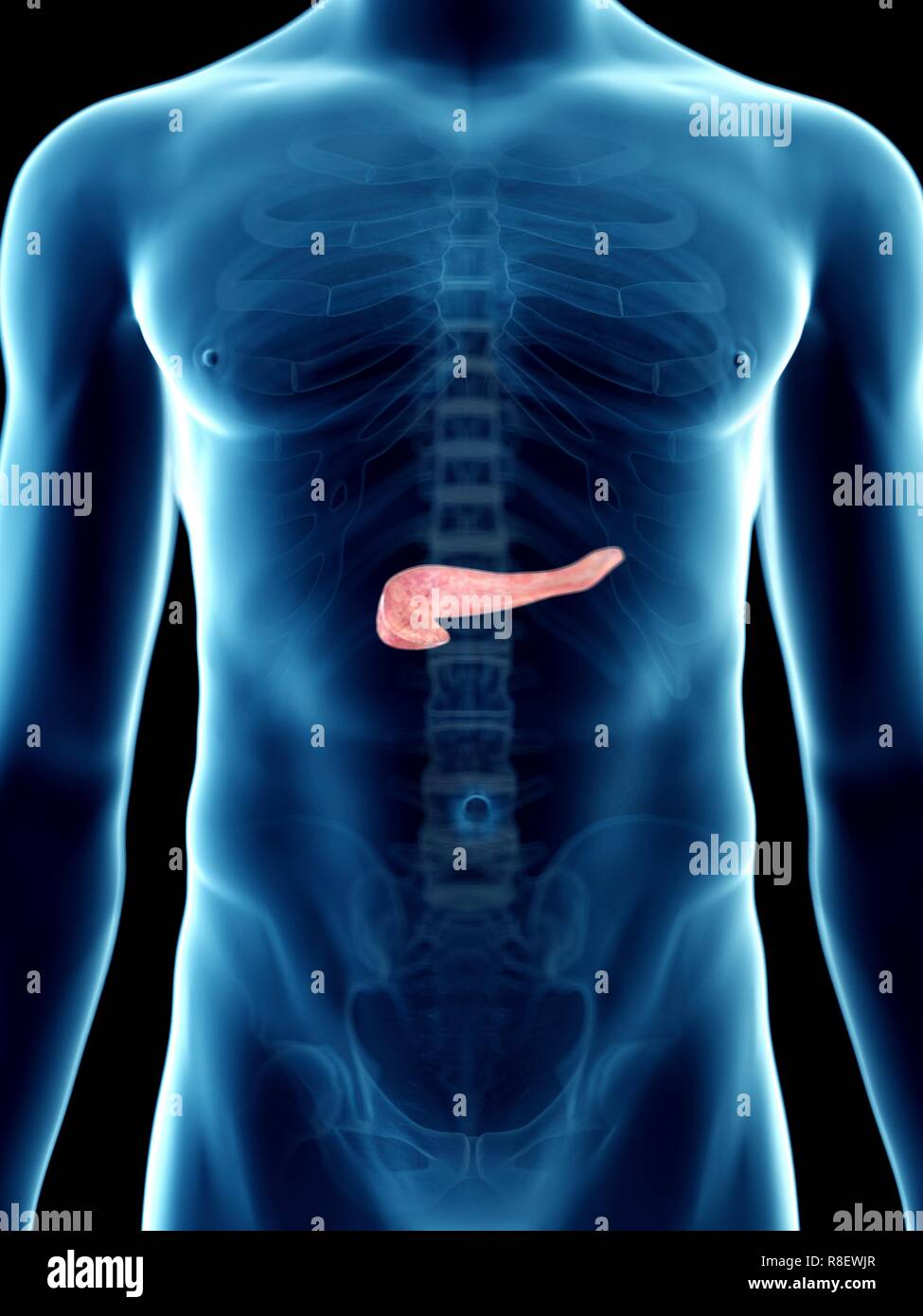 Pancreas diagram hi-res stock photography and images - Alamy