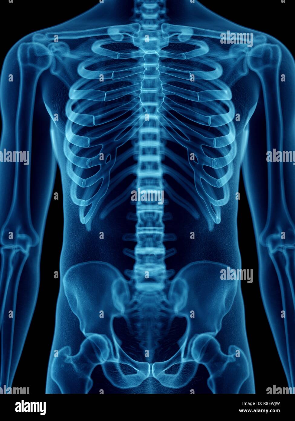 Human body medical diagram skeleton hi-res stock photography and images ...