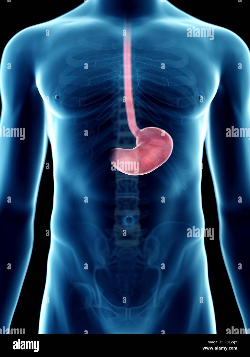 Illustration of a man's stomach Stock Photo - Alamy