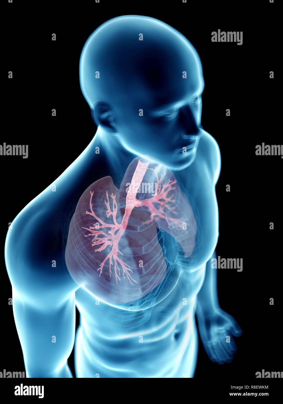 Illustration of a man's bronchi Stock Photo - Alamy