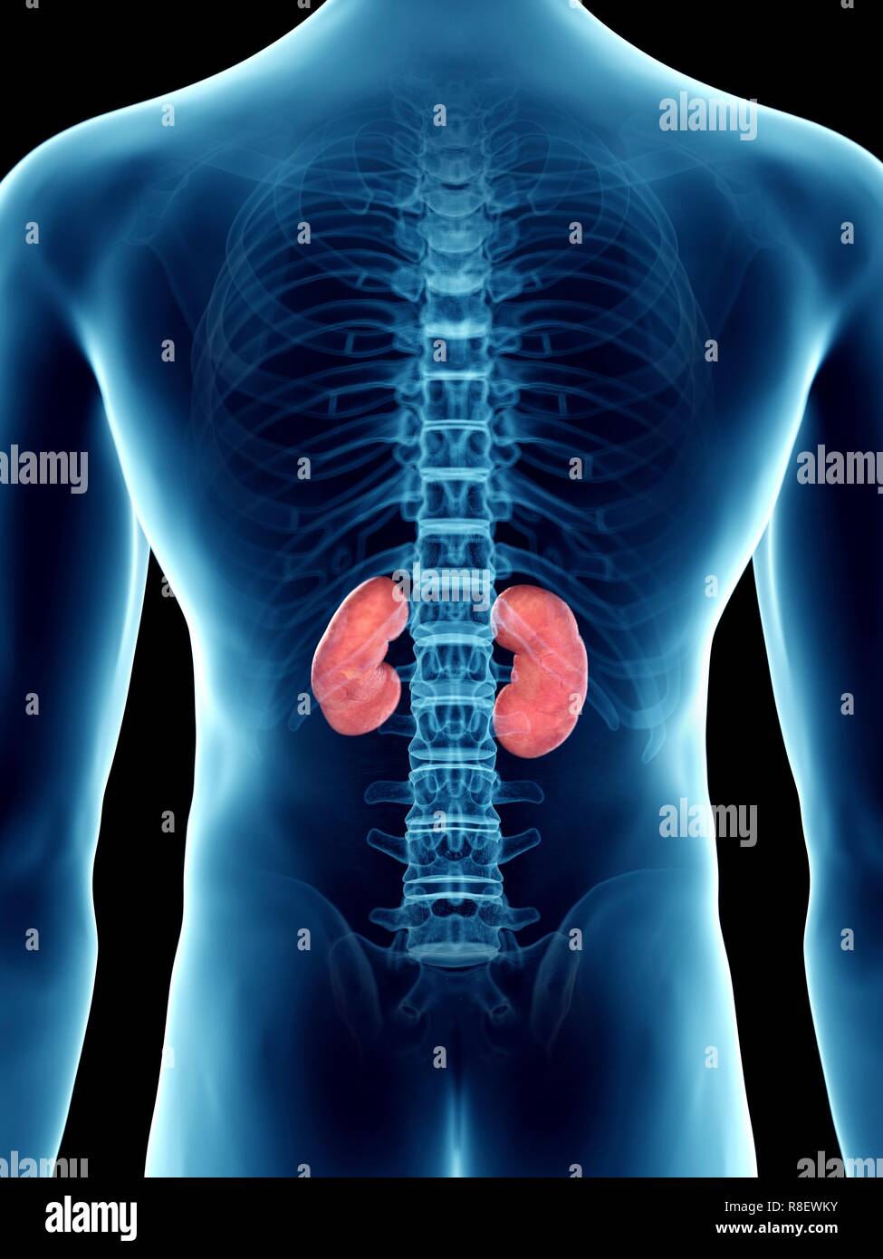 Illustration of a man's kidneys Stock Photo - Alamy