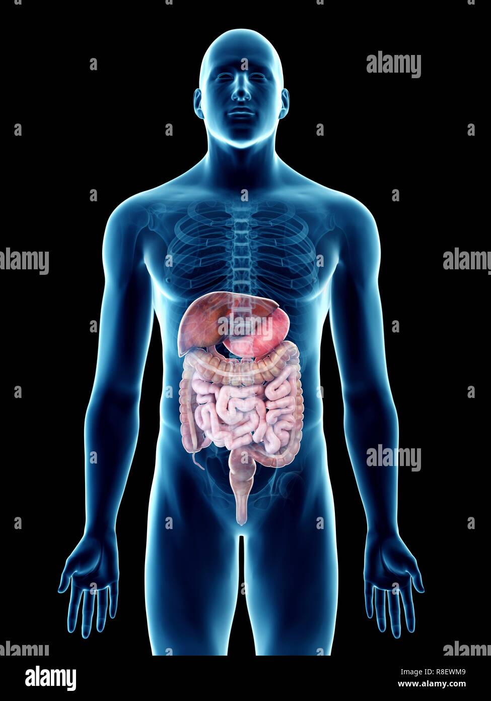 Illustration of a man's digestive system Stock Photo - Alamy