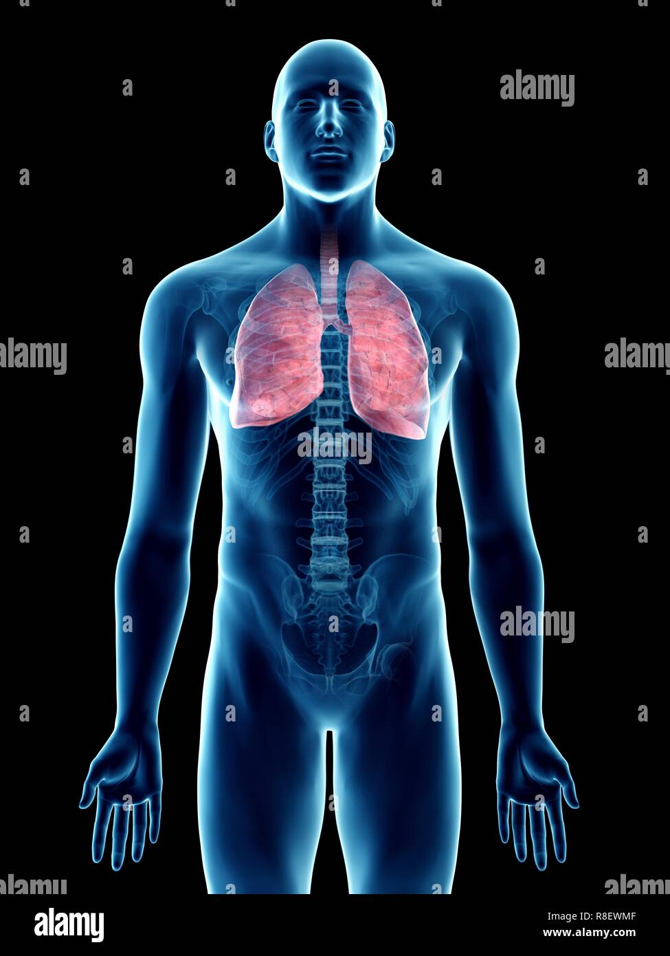 Illustration of a man's lung Stock Photo - Alamy