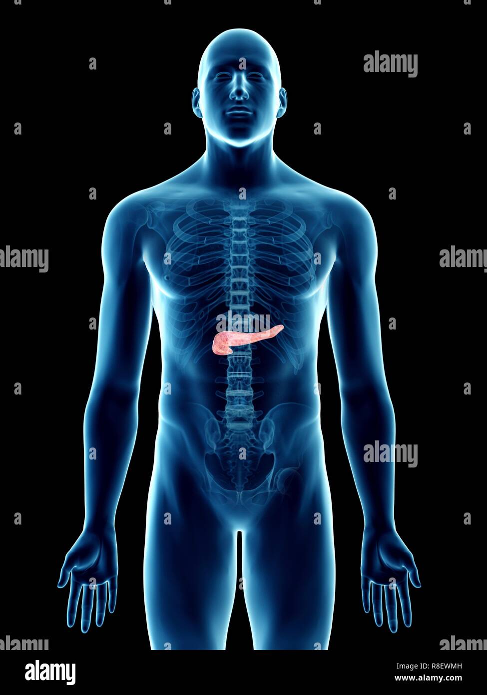 Pancreas diagram hi-res stock photography and images - Alamy