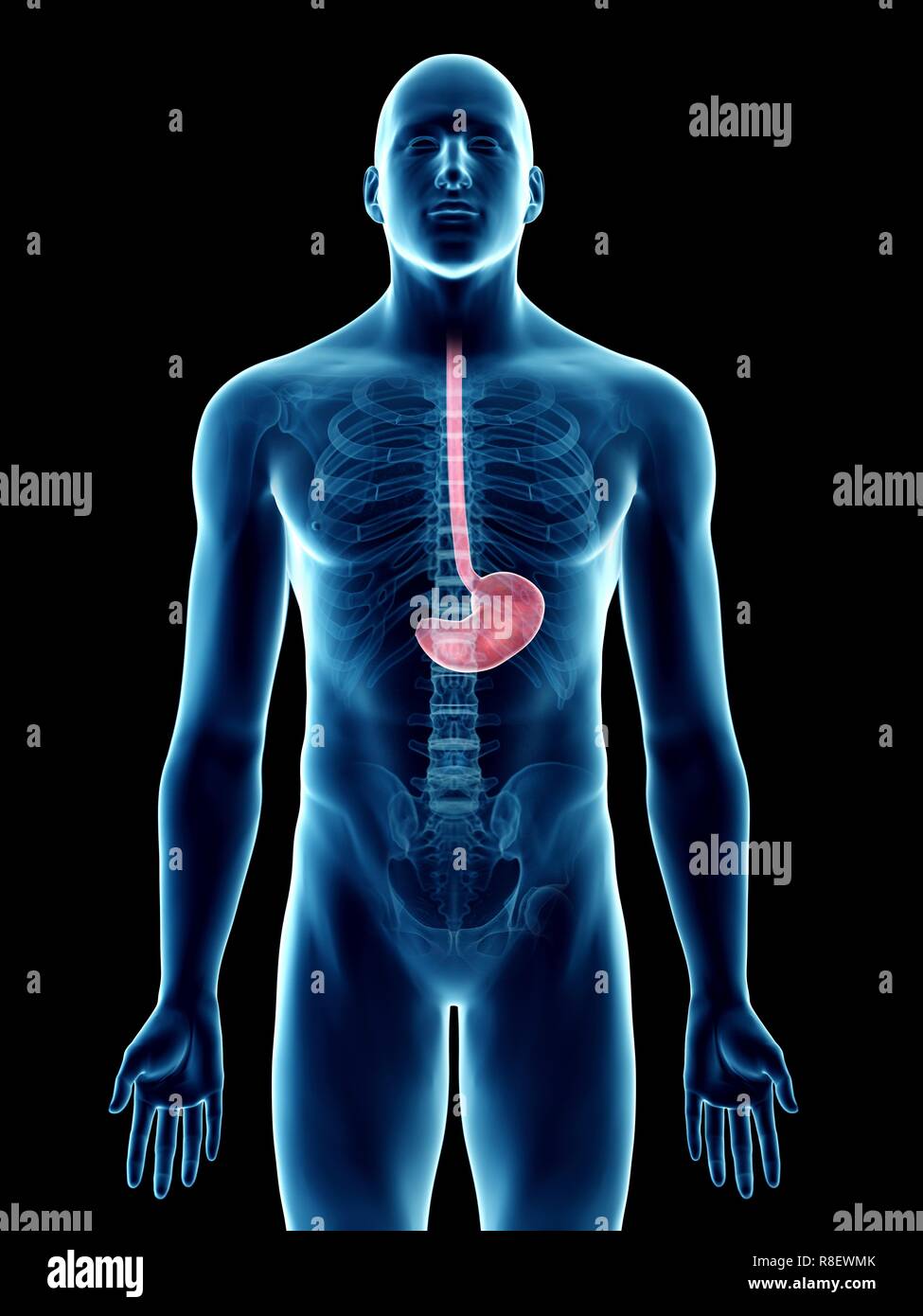 Illustration of a man's stomach Stock Photo - Alamy