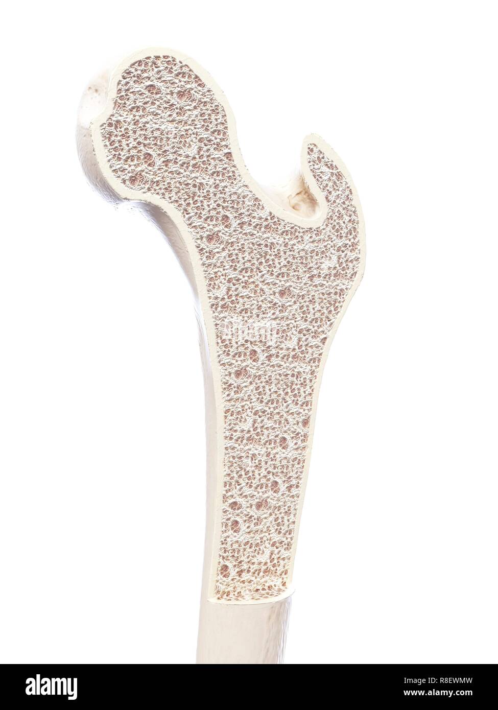 Illustration of a healthy bone structure Stock Photo - Alamy