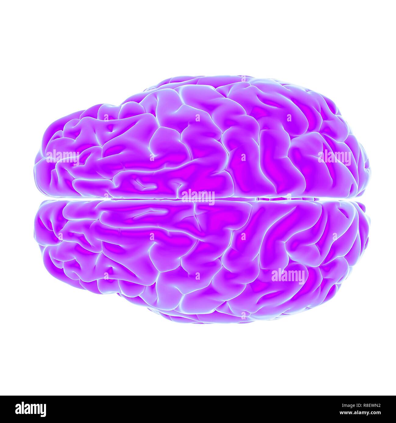 Illustration of the human brain Stock Photo - Alamy