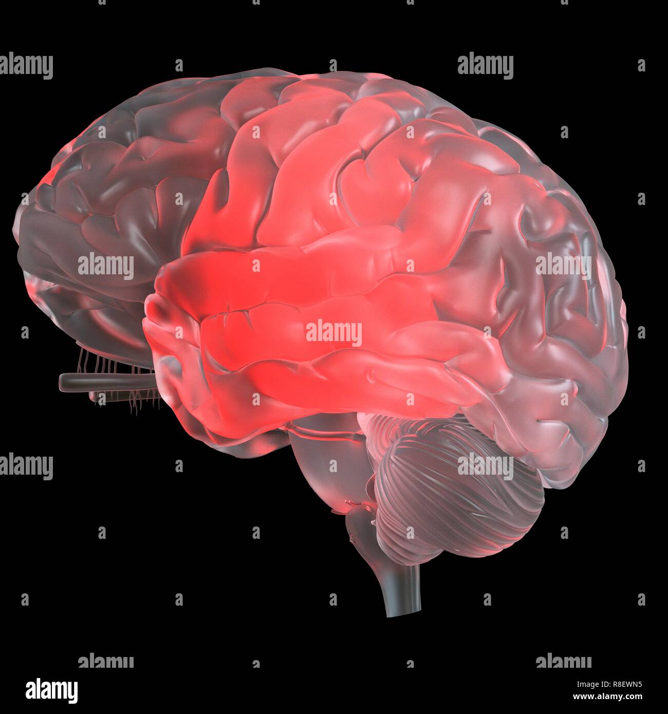 Illustration of a red glowing glass brain Stock Photo - Alamy