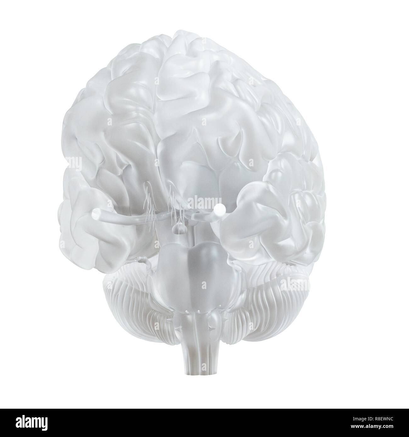 Illustration of a glass brain Stock Photo - Alamy