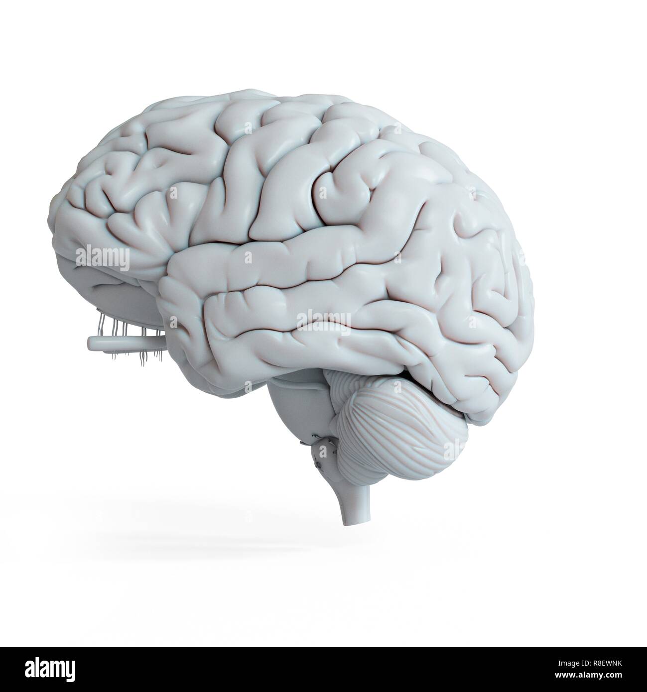 Illustration of a white human brain Stock Photo - Alamy