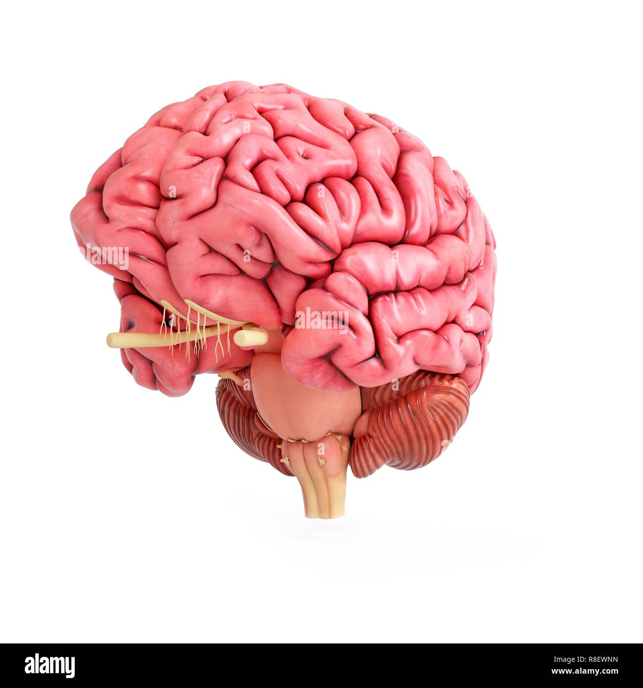 Illustration of a realistic human brain Stock Photo - Alamy