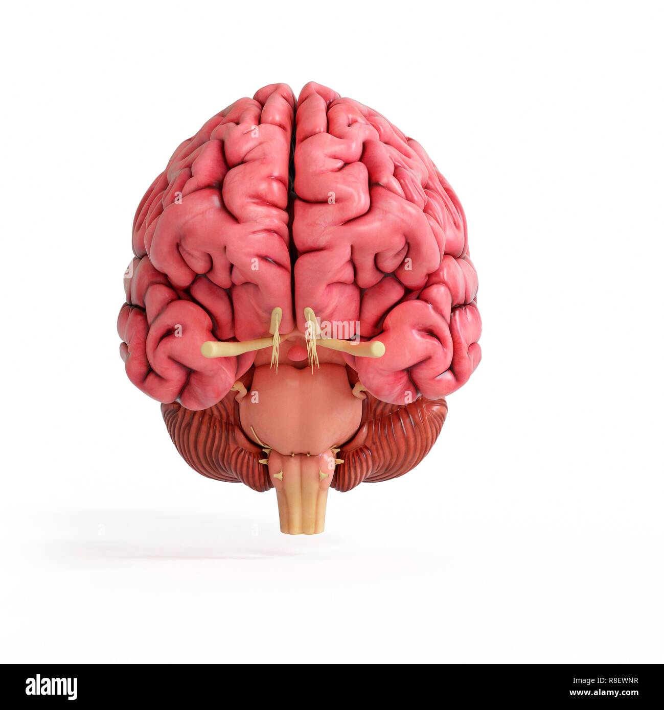 Illustration of a realistic human brain Stock Photo - Alamy