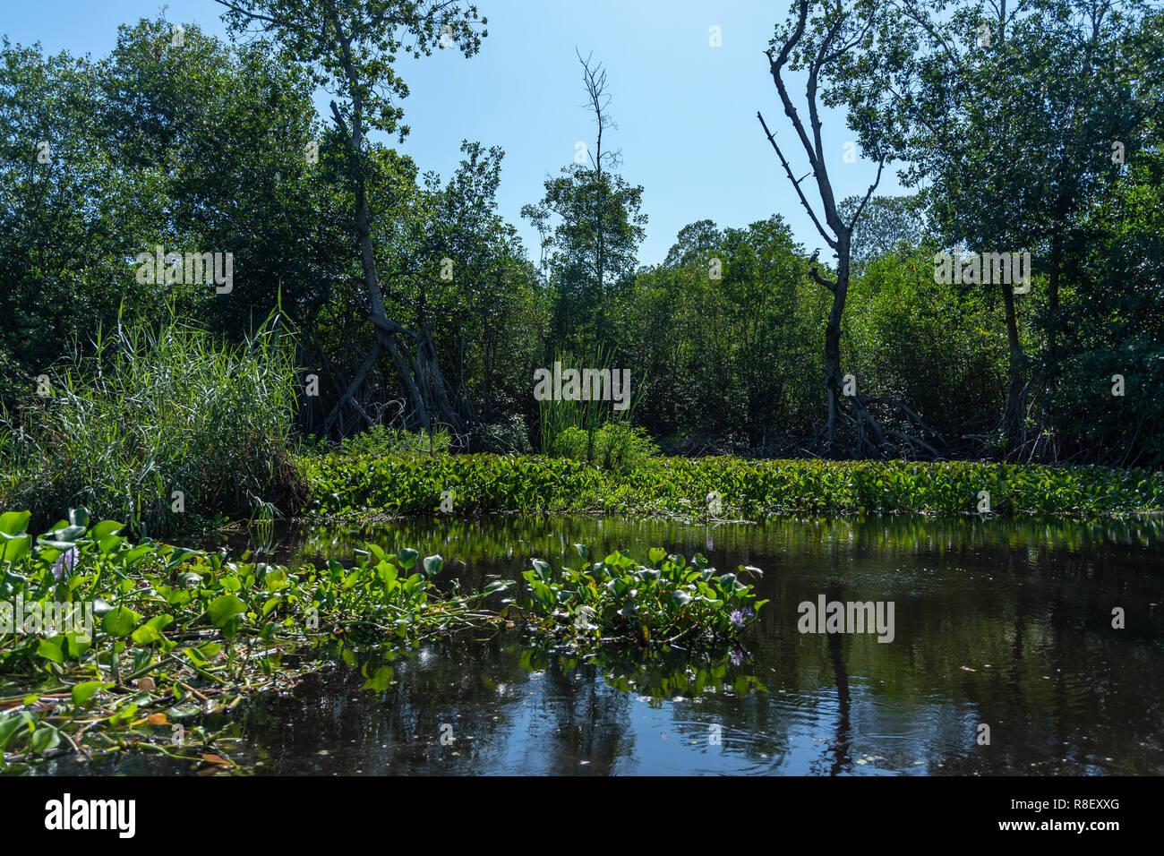river in Guatemala Stock Photo - Alamy