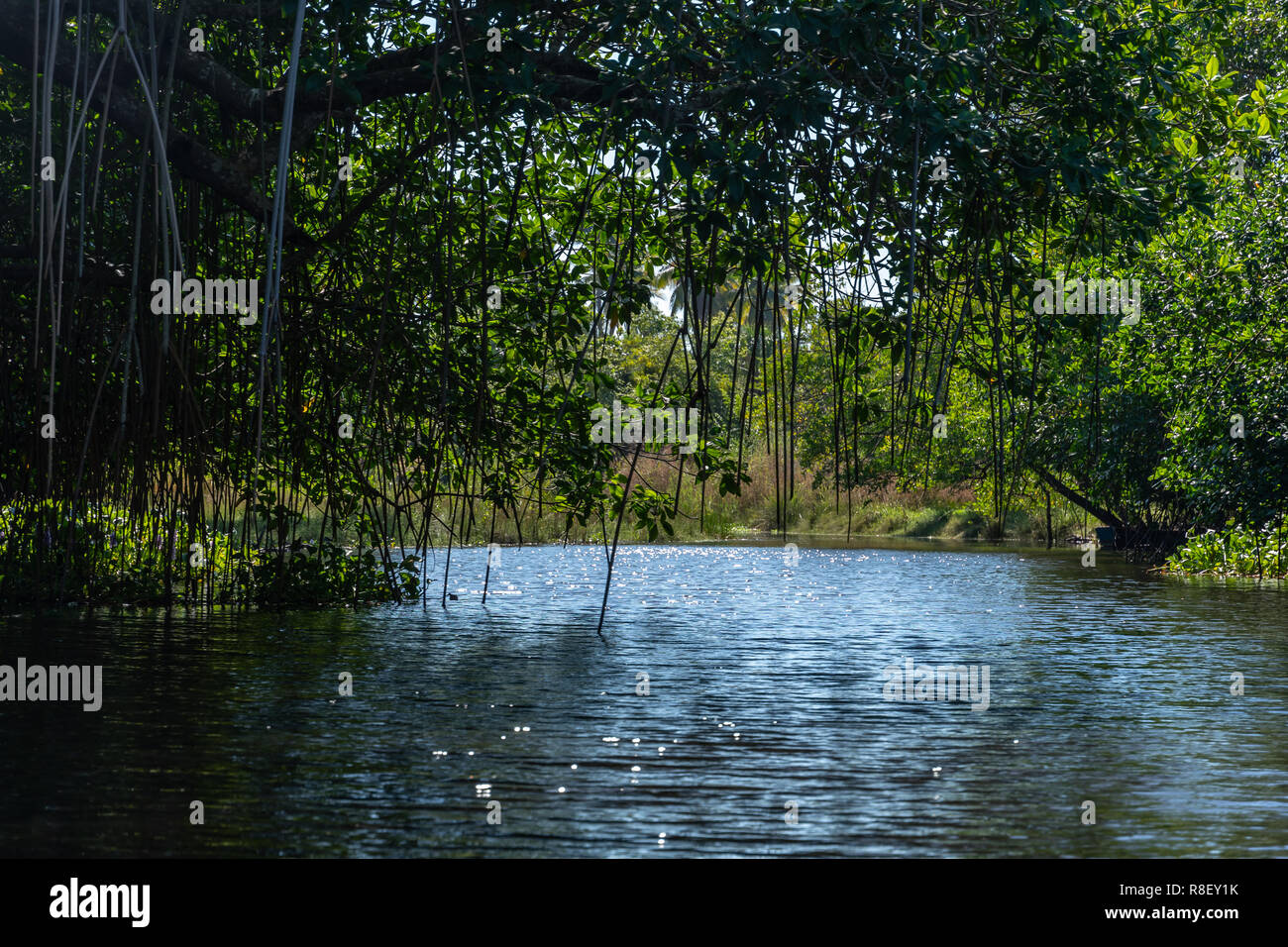 river in Guatemala Stock Photo - Alamy