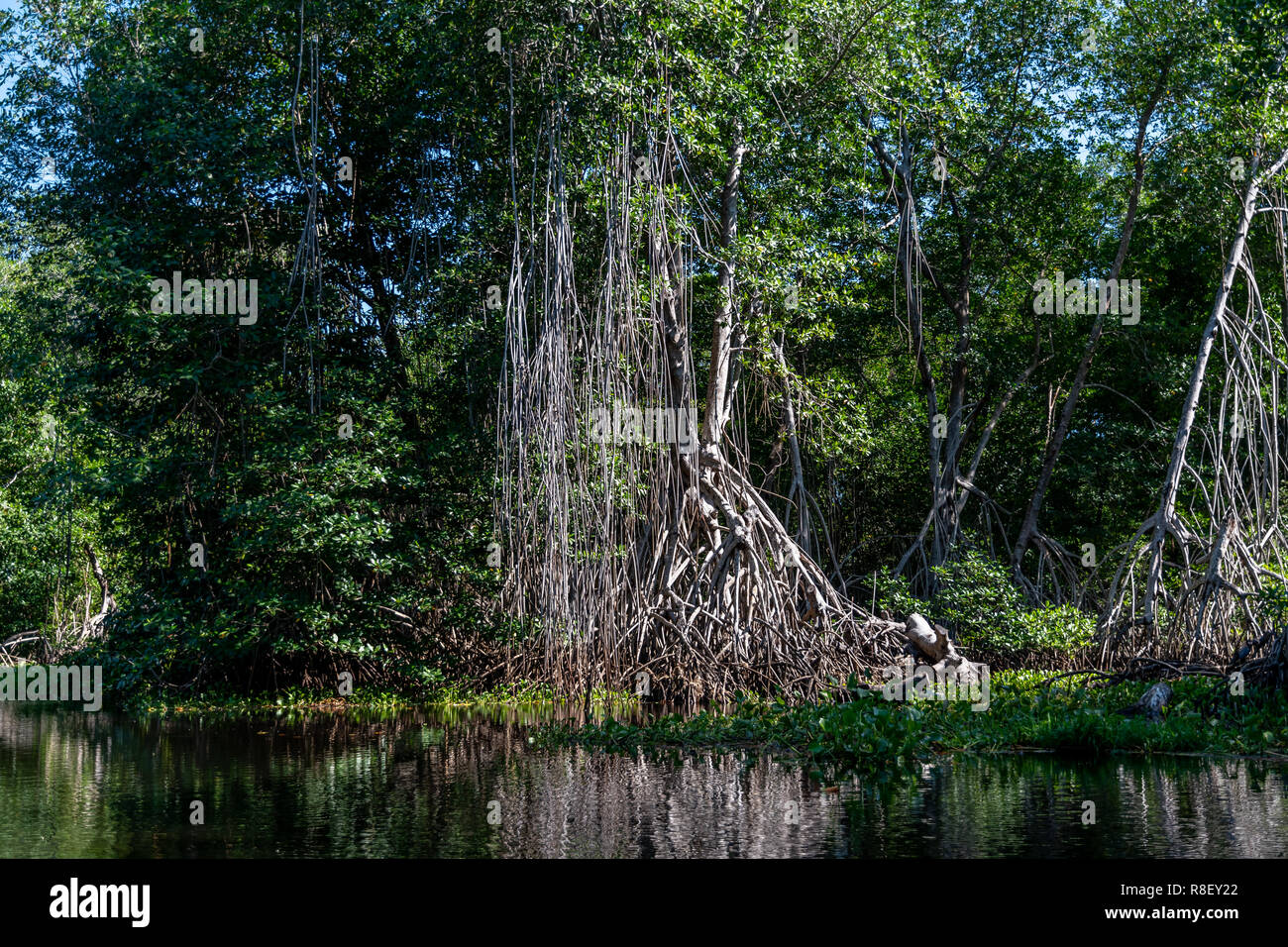 river in Guatemala Stock Photo - Alamy