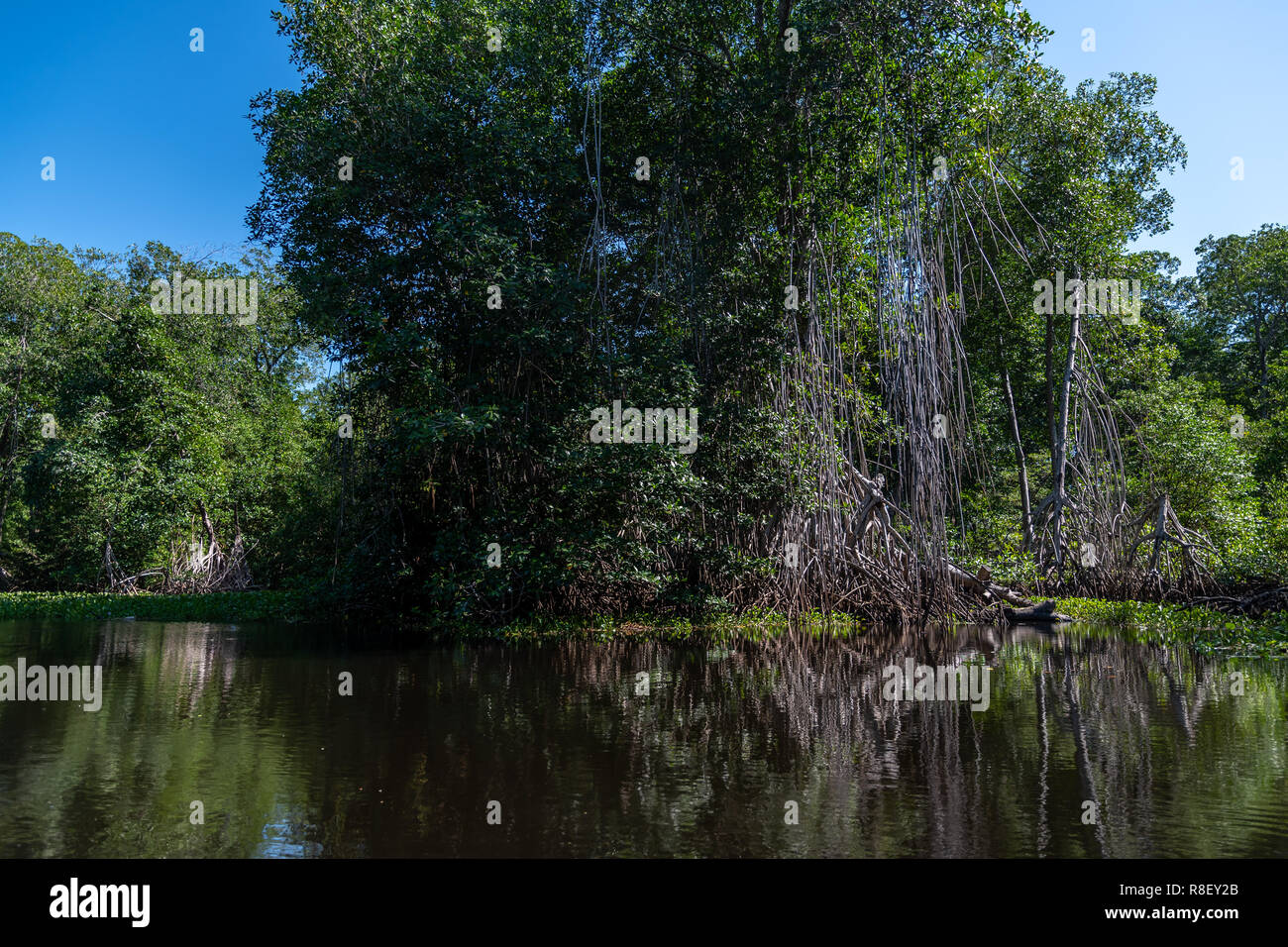 river in Guatemala Stock Photo - Alamy