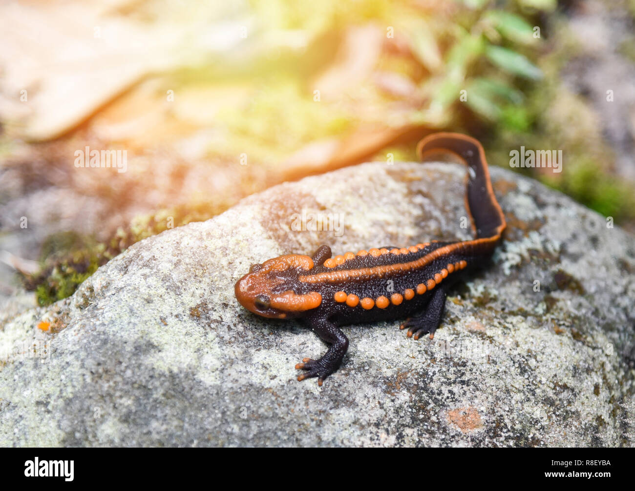 Baby Dinosaur Salamander