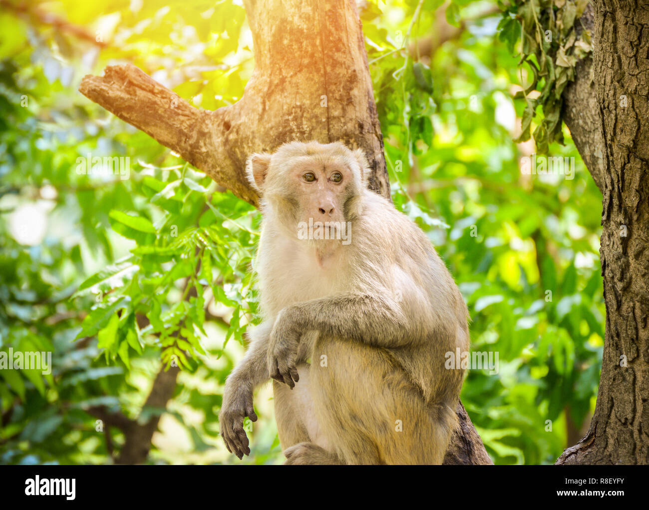 monkey on tree on summer day nature green background / beautiful monkey ...