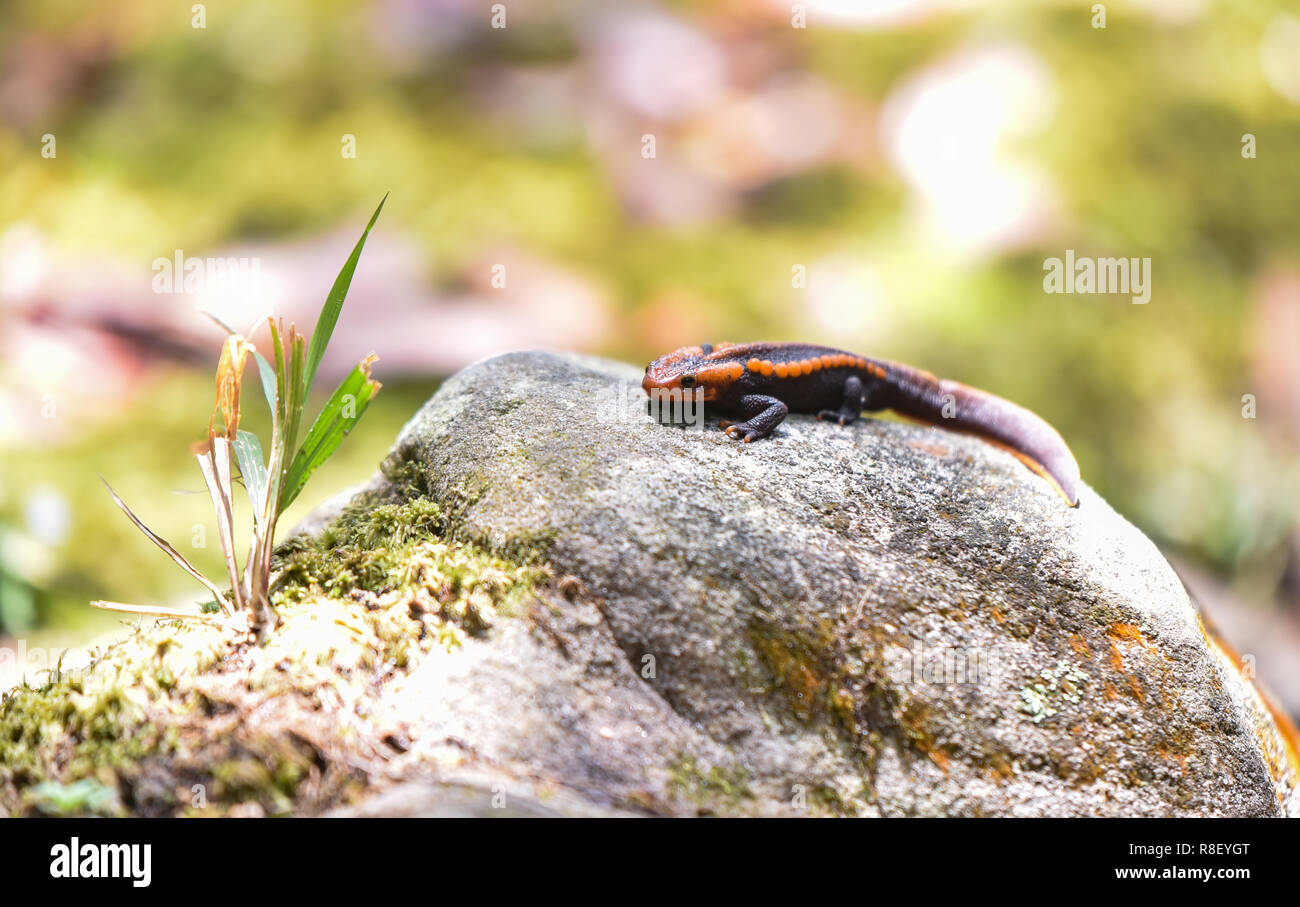 salamander on the rock / wildlife reptile crocodile salamander spotted ...
