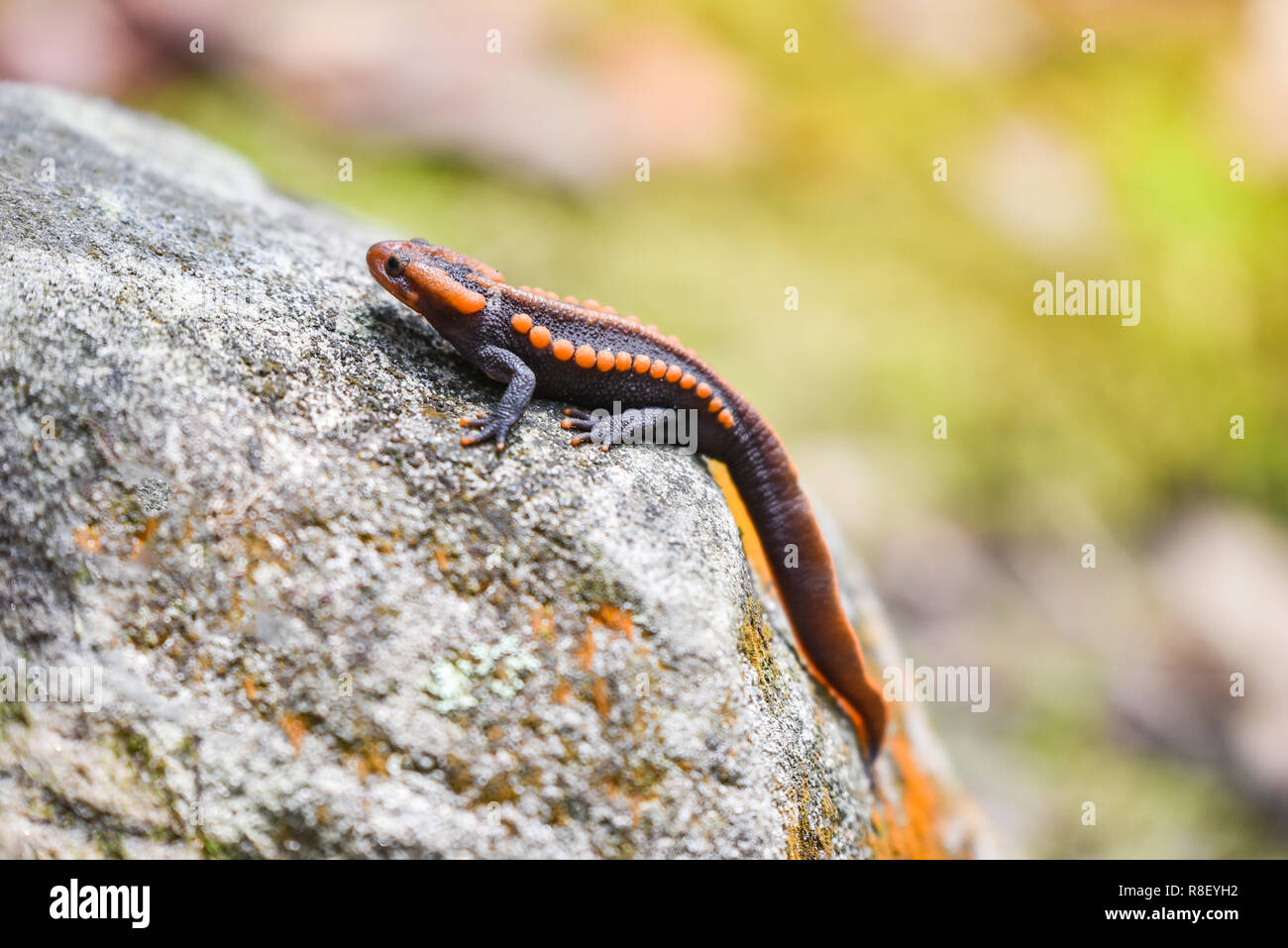 salamander on the rock / wildlife reptile crocodile salamander spotted ...