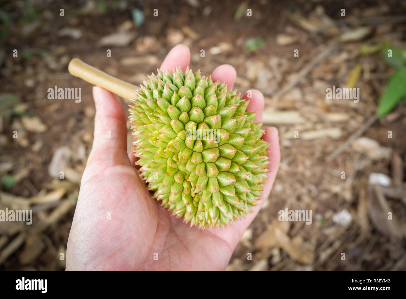 fresh durian fruit on hand / small young durian tropical fruit on hand ...