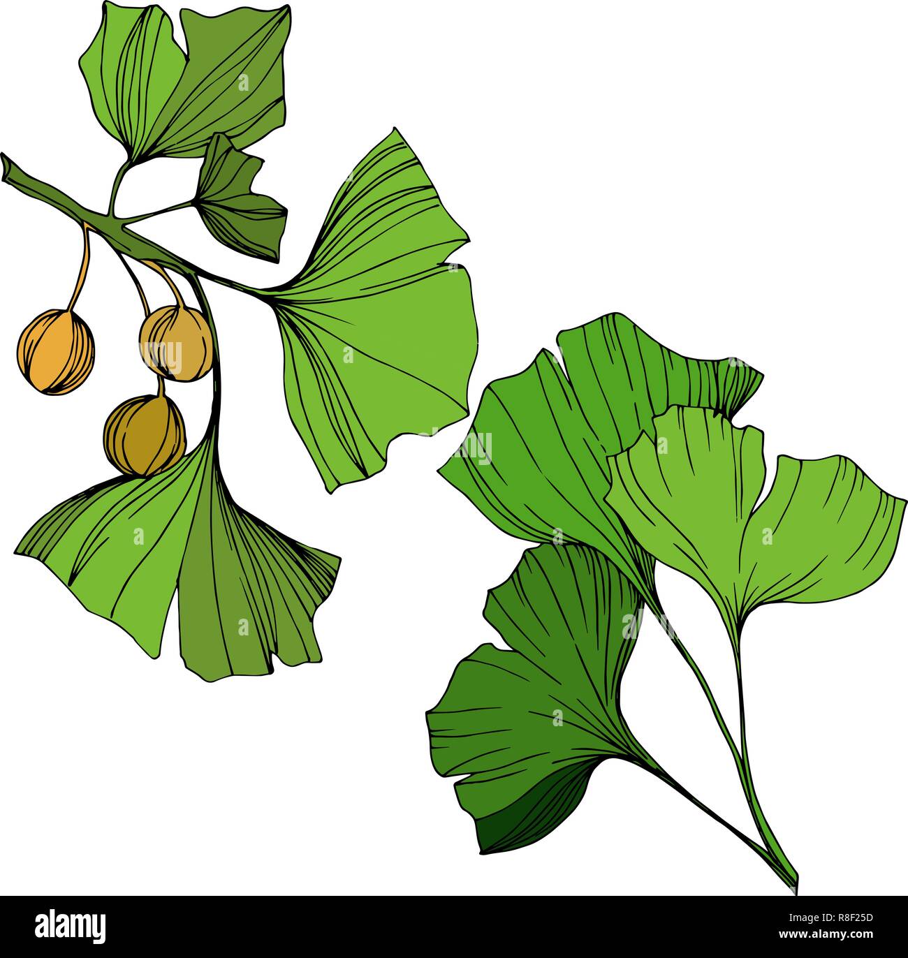 Vector Isolated ginkgo illustration element. Green leaf. Plant ...