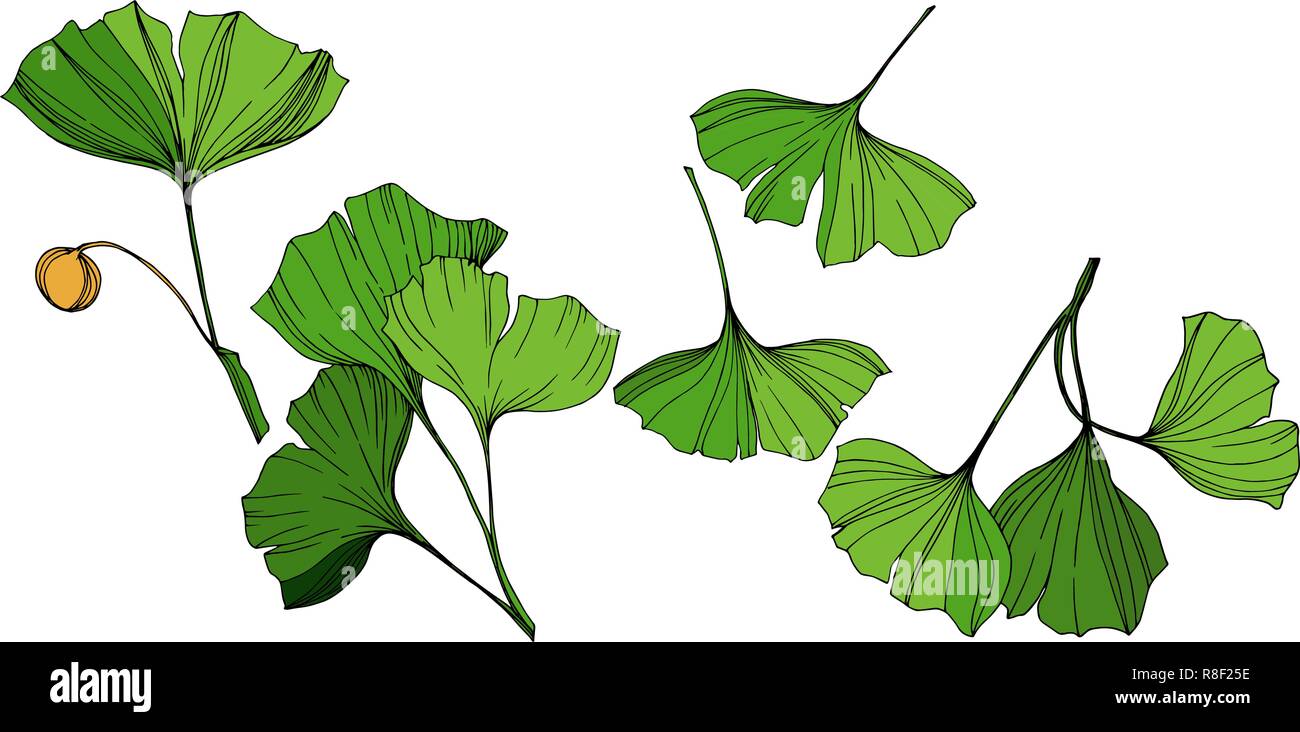 Vector Isolated ginkgo illustration element. Green leaf. Plant ...