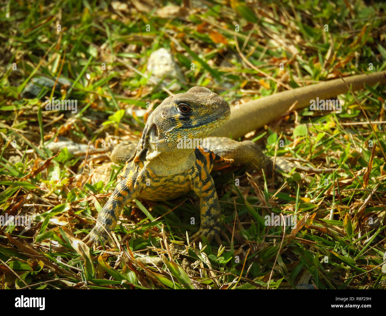 A colourful common Butterfly lizard (Leiolepsis belliana) or Butterfly ...