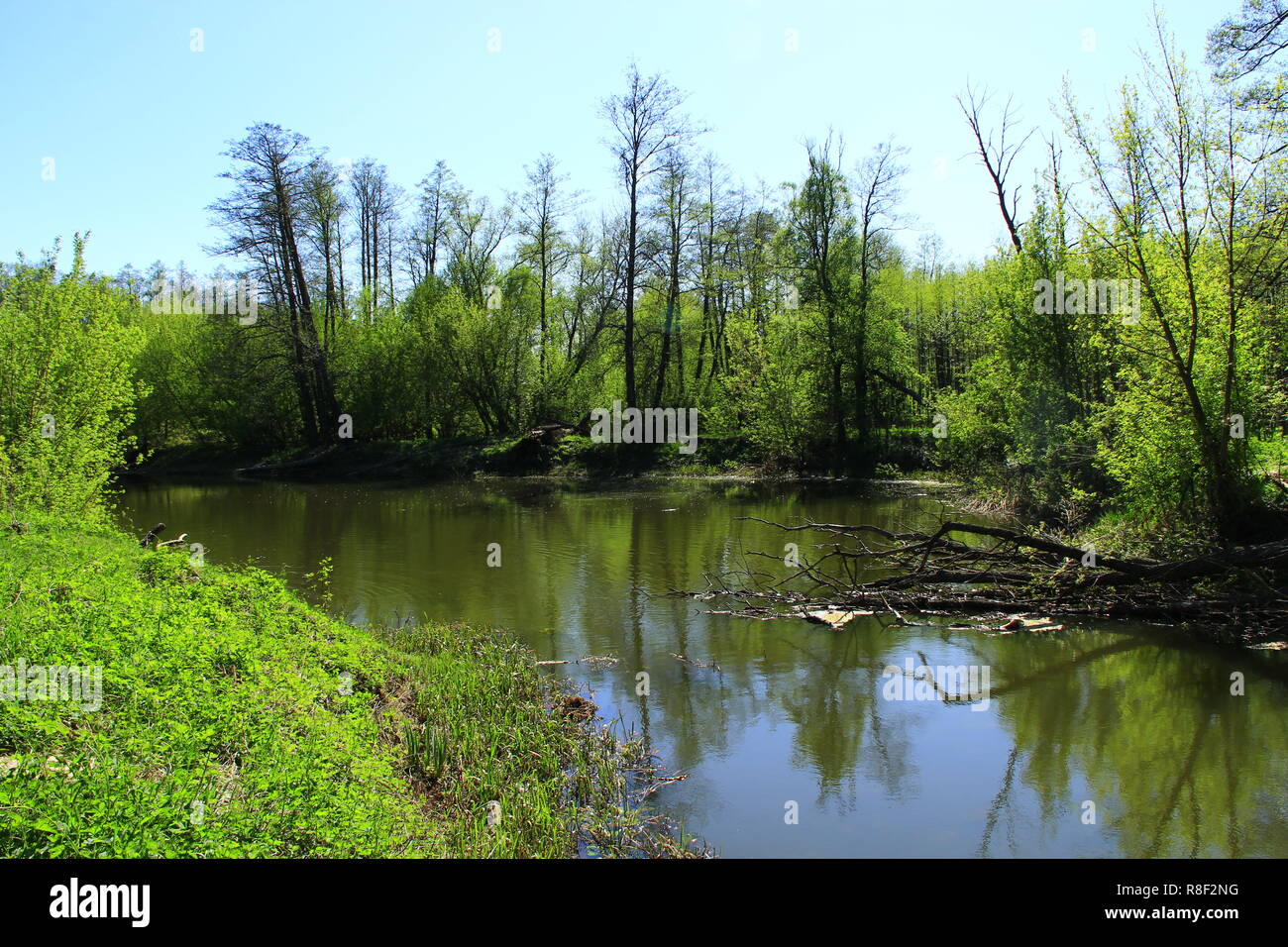 Landscape with river. Trees and bushes are reflected in water of river ...