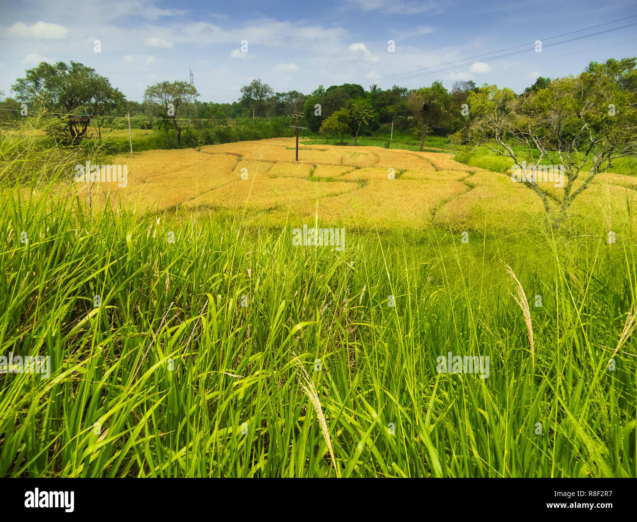 Rice fields, Sri Lanka. Mature flowering rice awaiting harvest. Green ...
