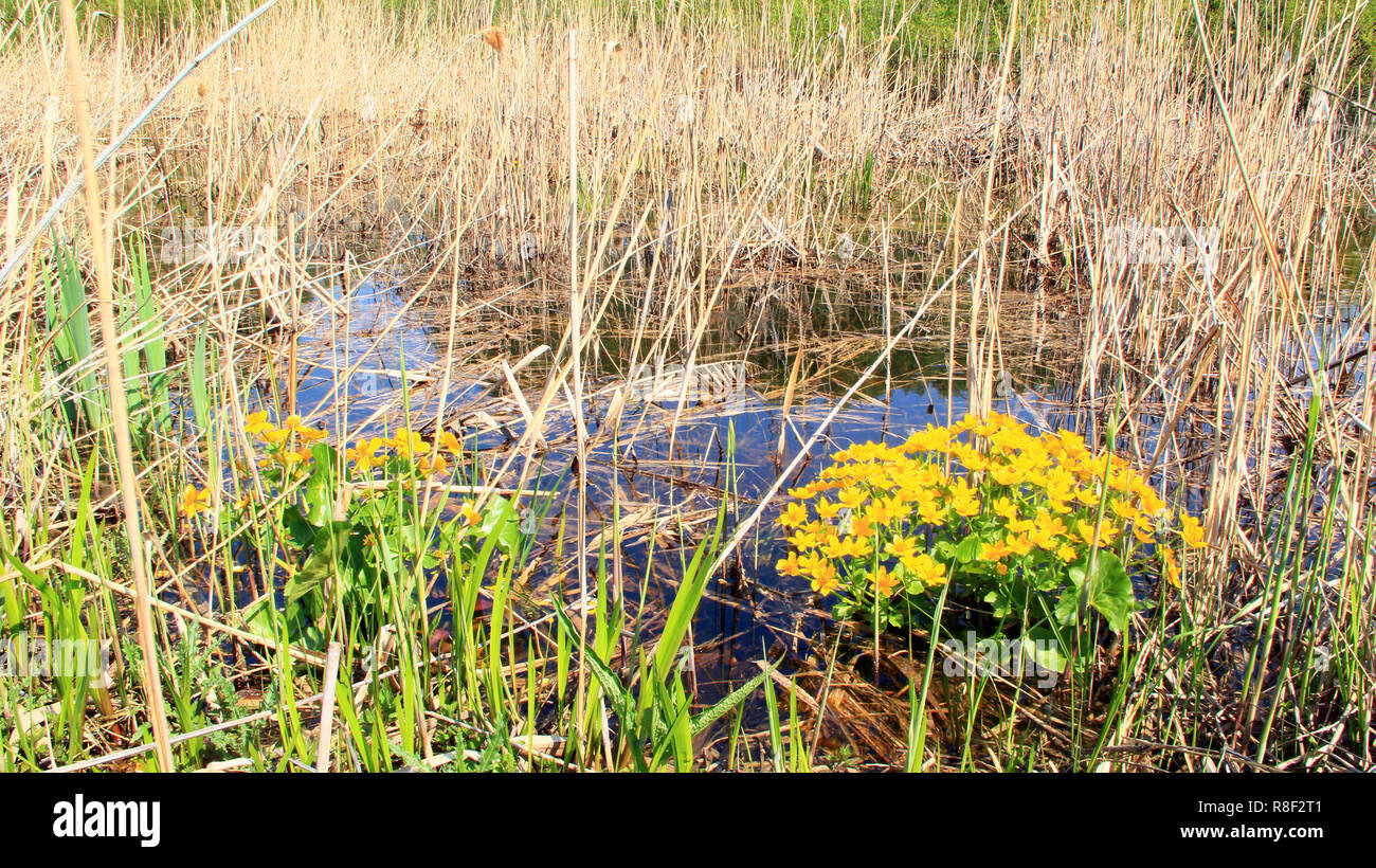 Caltha palustris growing in swamp. Spring flowers. Marsh Marigold ...