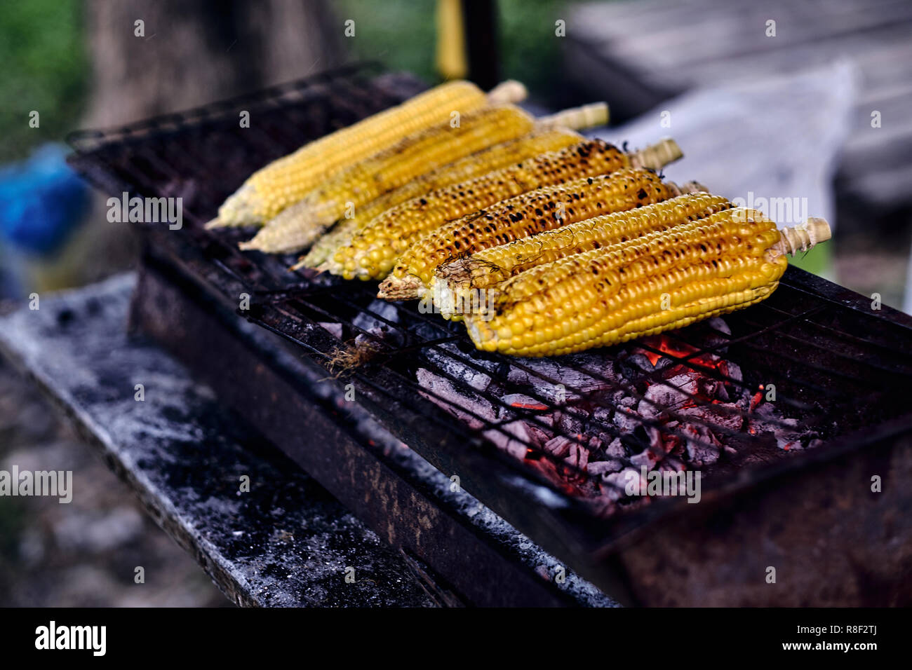 Corn cobs on the grill. Close up image with corns. Asian, Indian and ...